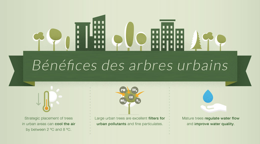 Bénéfices des arbres urbains - Québec Arbres